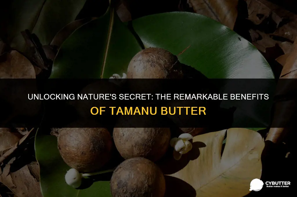 Unlocking Nature's Secret: The Remarkable Benefits Of Tamanu Butter ...